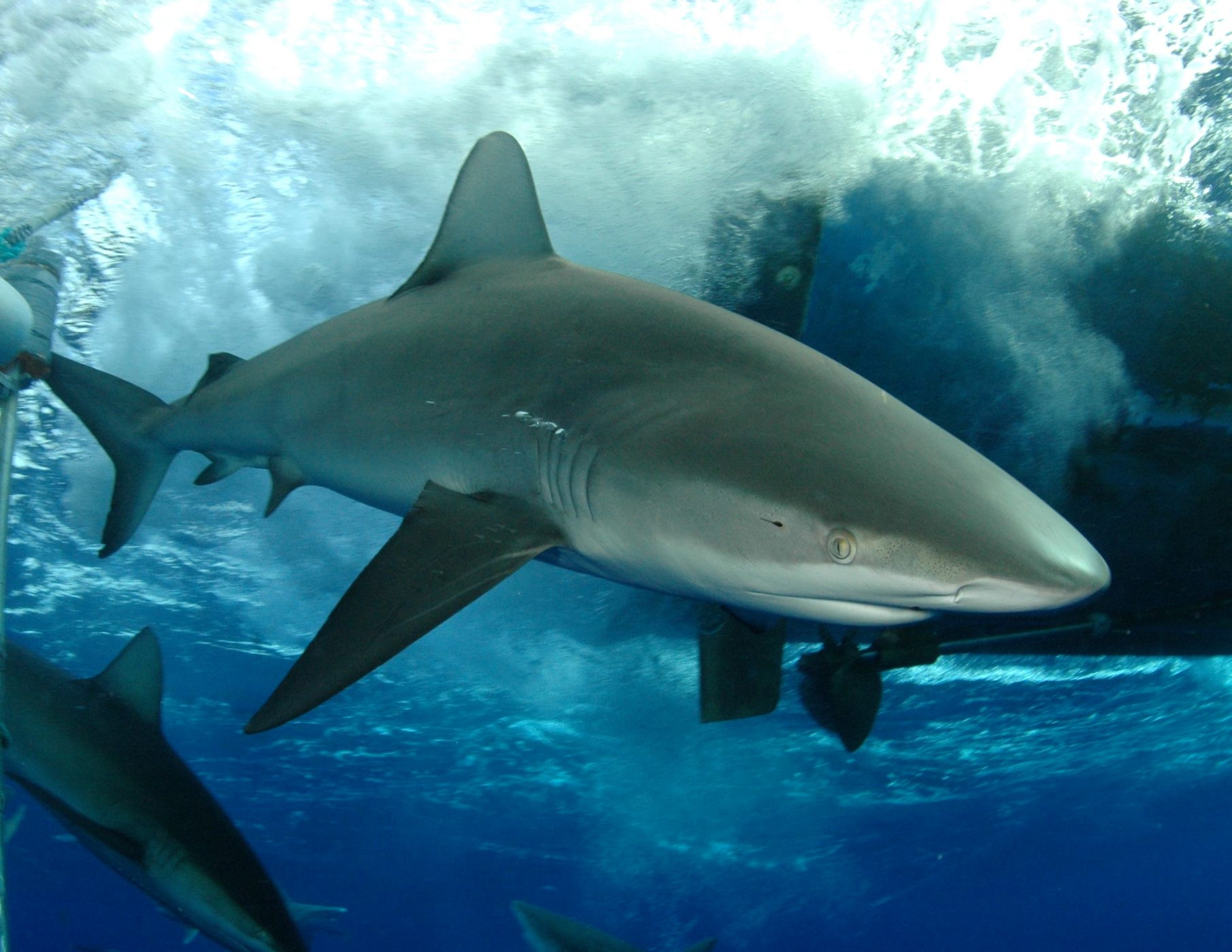 Haleiwa Boat Tours & Cruises | Hawaii Shark Encounters